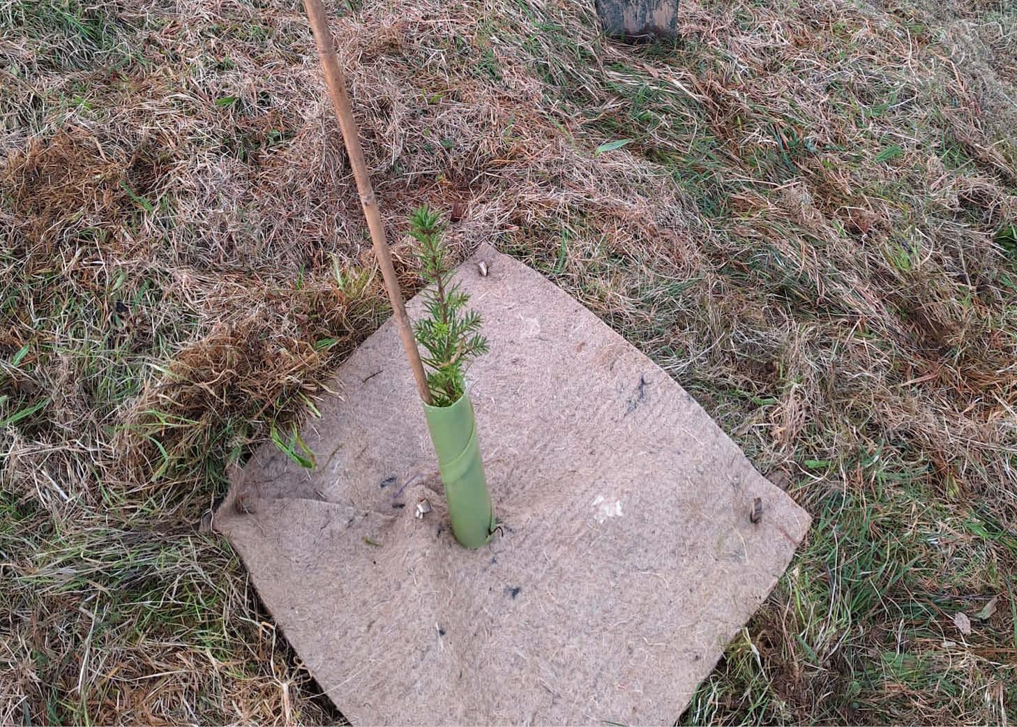Turnstyle Designs Planting the future at Yeo Valley community woodland ...