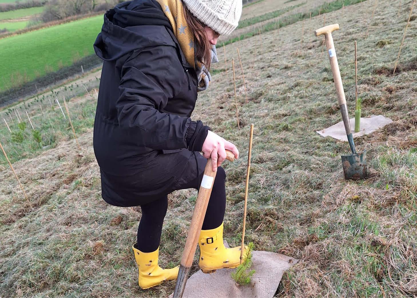 Turnstyle Designs Planting the future at Yeo Valley community woodland ...